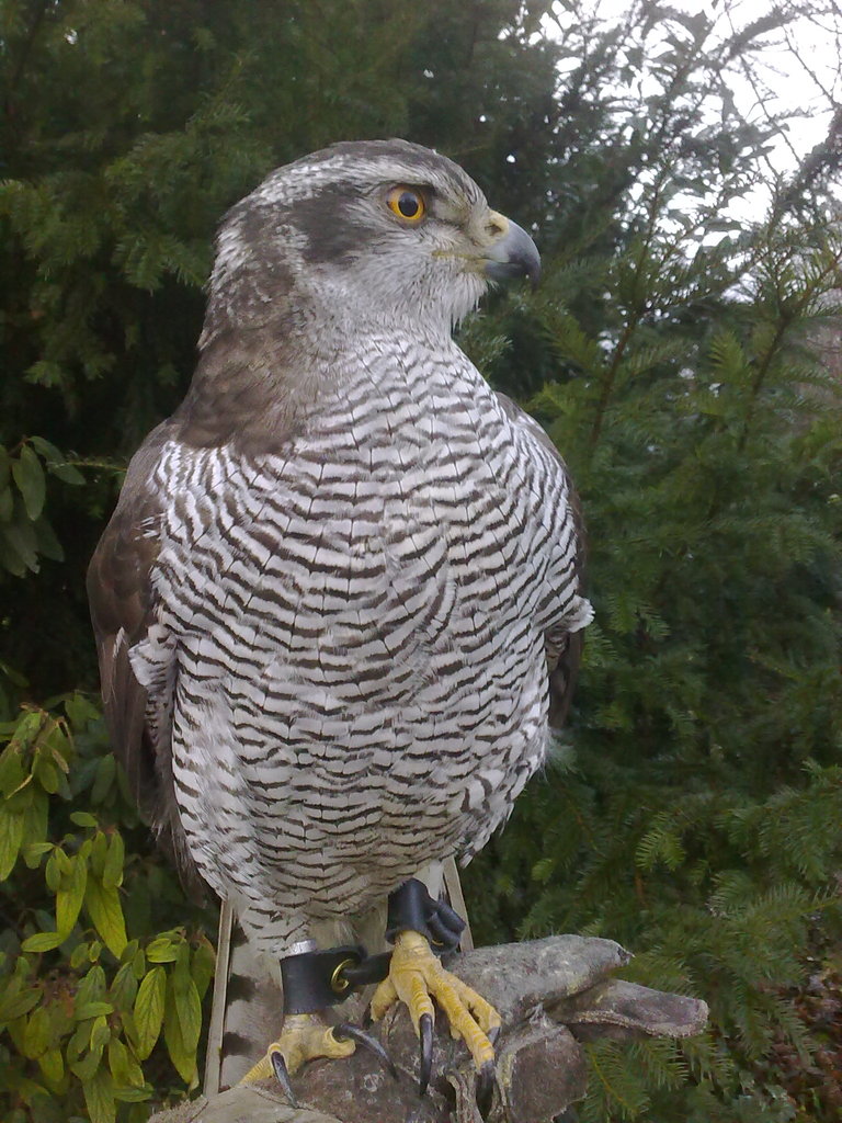 Habicht - Wildhüter St. Hubertus e.V.
