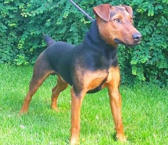 Heideterrier - Wildhüter St. Hubertus e.V.