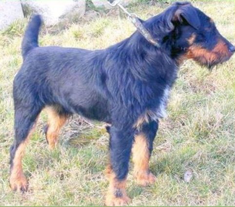 Heideterrier - Wildhüter St. Hubertus e.V.