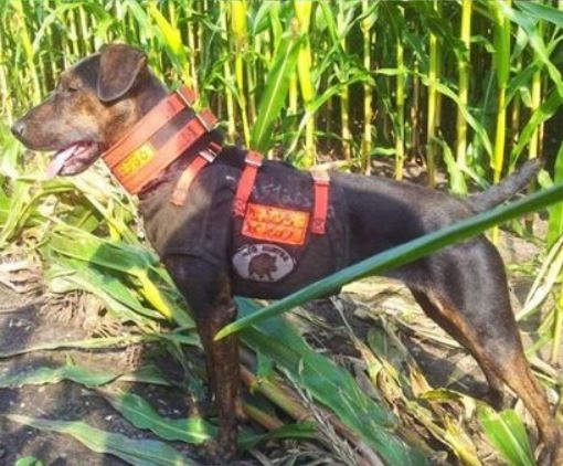 Heideterrier - Wildhüter St. Hubertus e.V.