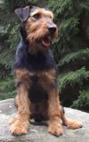 Heideterrier - Wildhüter St. Hubertus e.V.