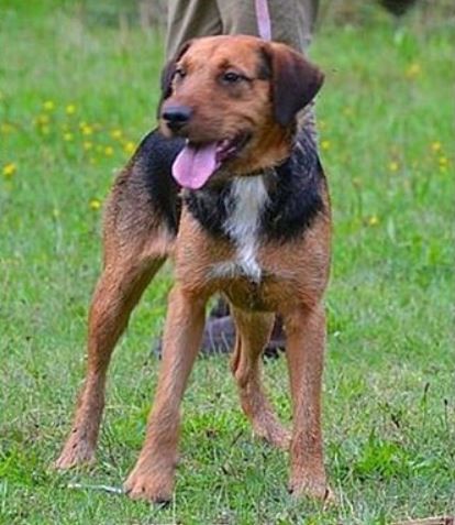 Heideterrier - Wildhüter St. Hubertus e.V.