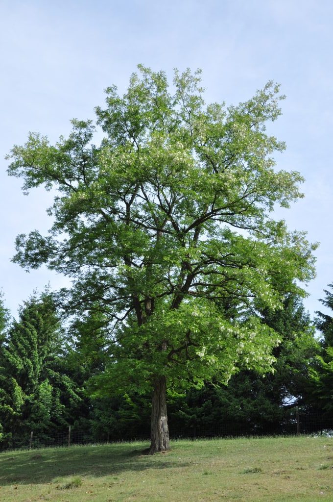 Robinie - Wildhüter St. Hubertus e.V.